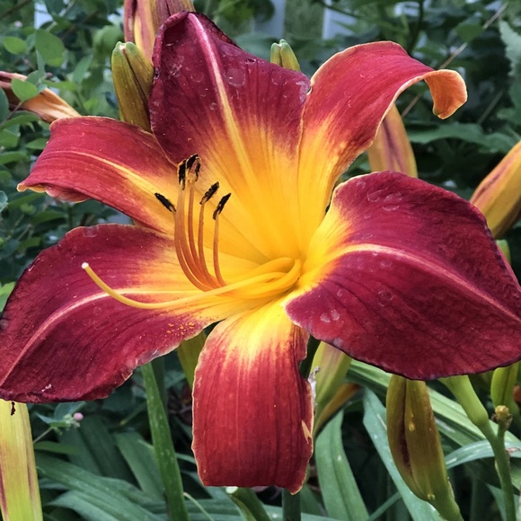 Other | Ruby Red And Yellow Daylily Perennial 5 Plants 2 | Poshmark